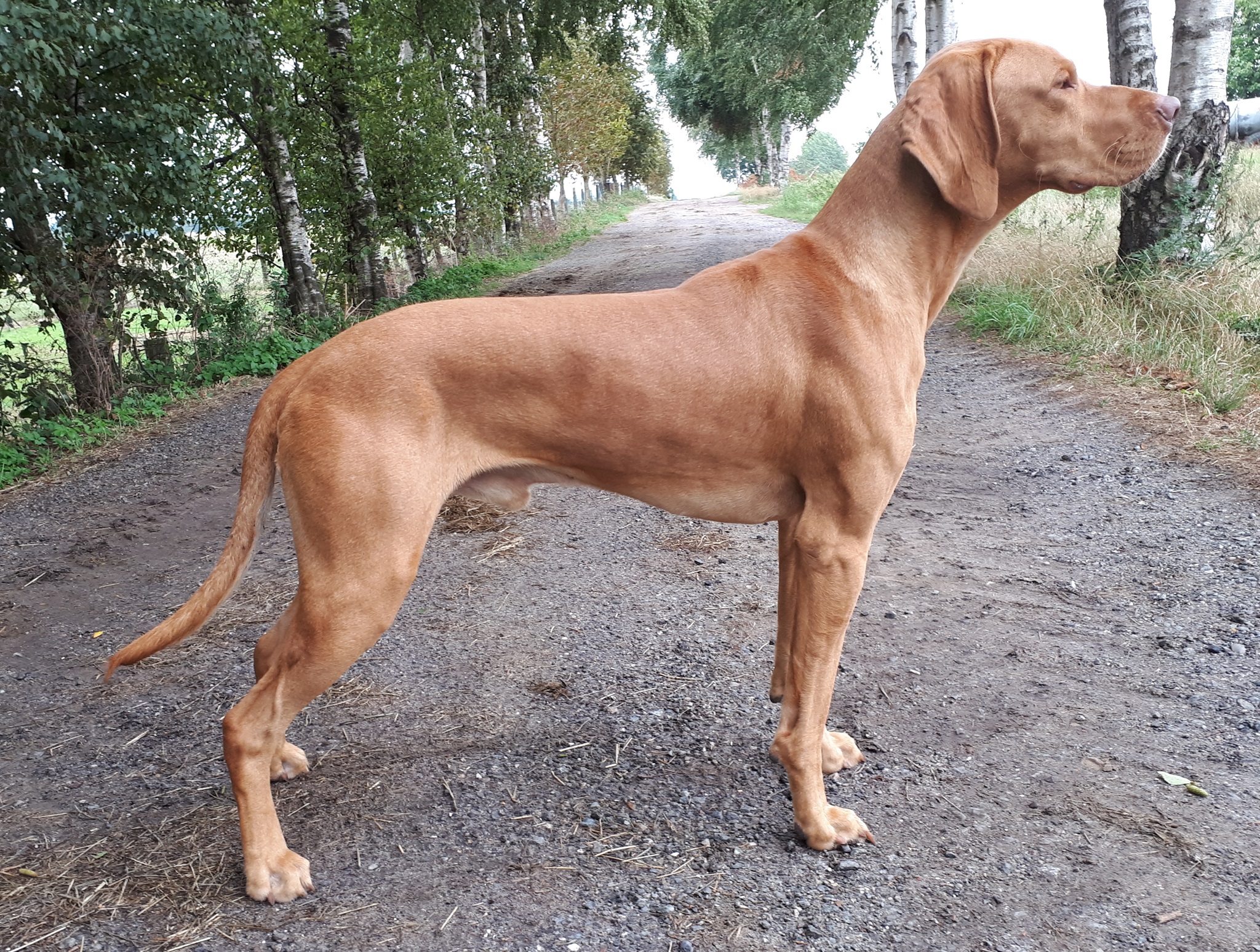 Magyar Vizsla Wurfplanung - Elterntiere, Nachzucht,Erfolge